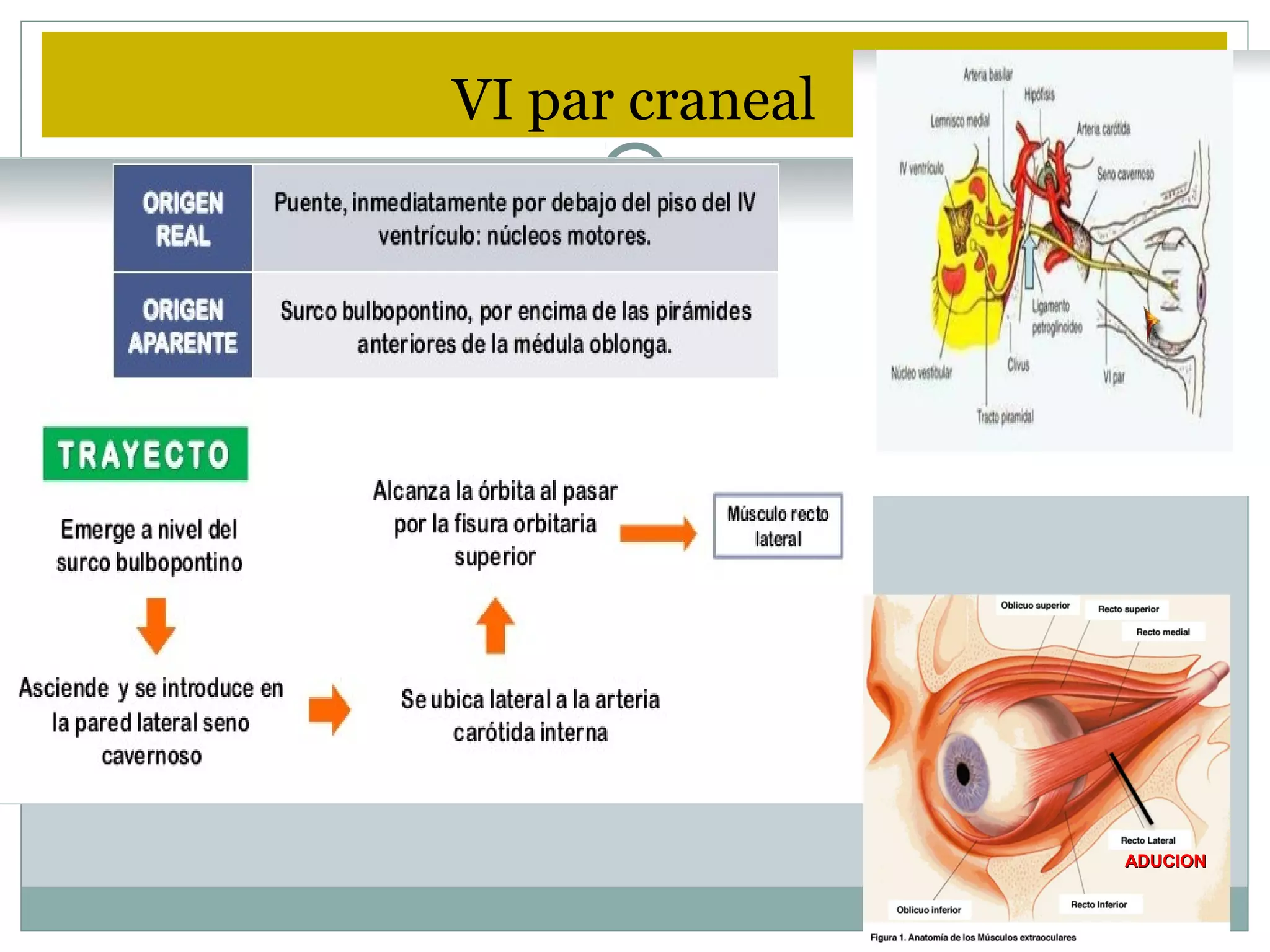 III, IV, VI Pares Craneales y oftalmoscopia | PPT