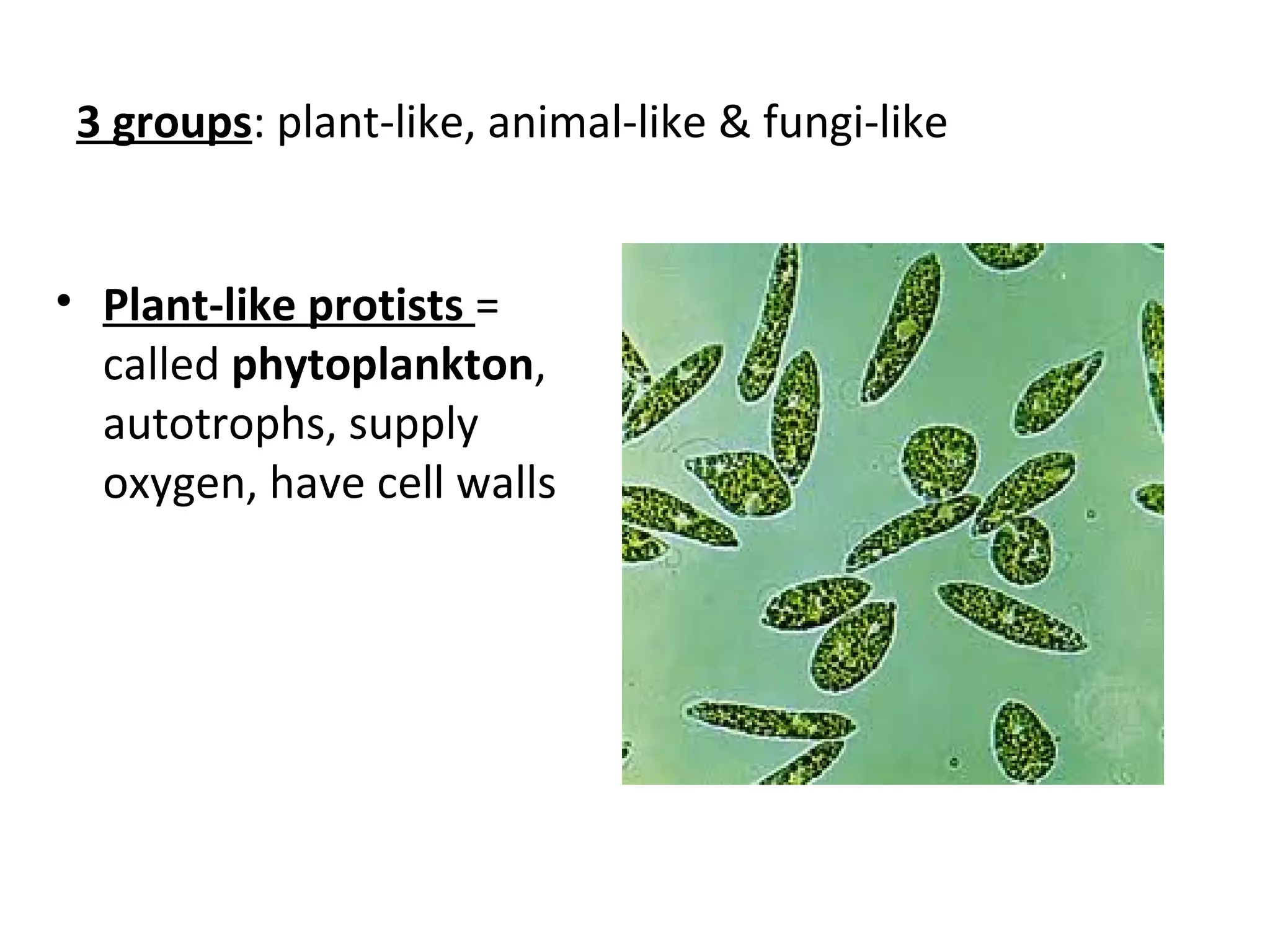kingdom protista characteristics | PPT