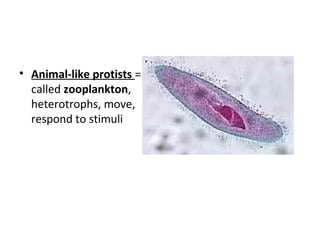 kingdom protista characteristics | PPT
