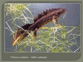 Klasa - Vodozemci razmnozavanje i podjela.ppt