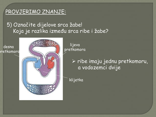 Klasa - Vodozemci razmnozavanje i podjela.ppt