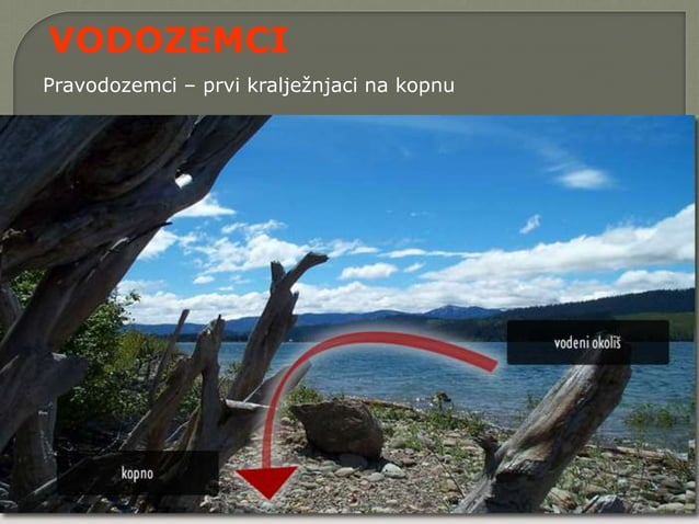 Klasa - Vodozemci razmnozavanje i podjela.ppt