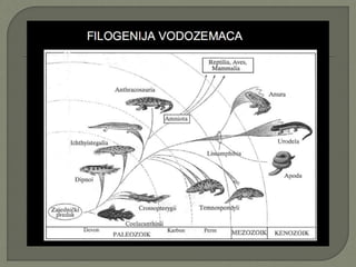 Klasa - Vodozemci razmnozavanje i podjela.ppt