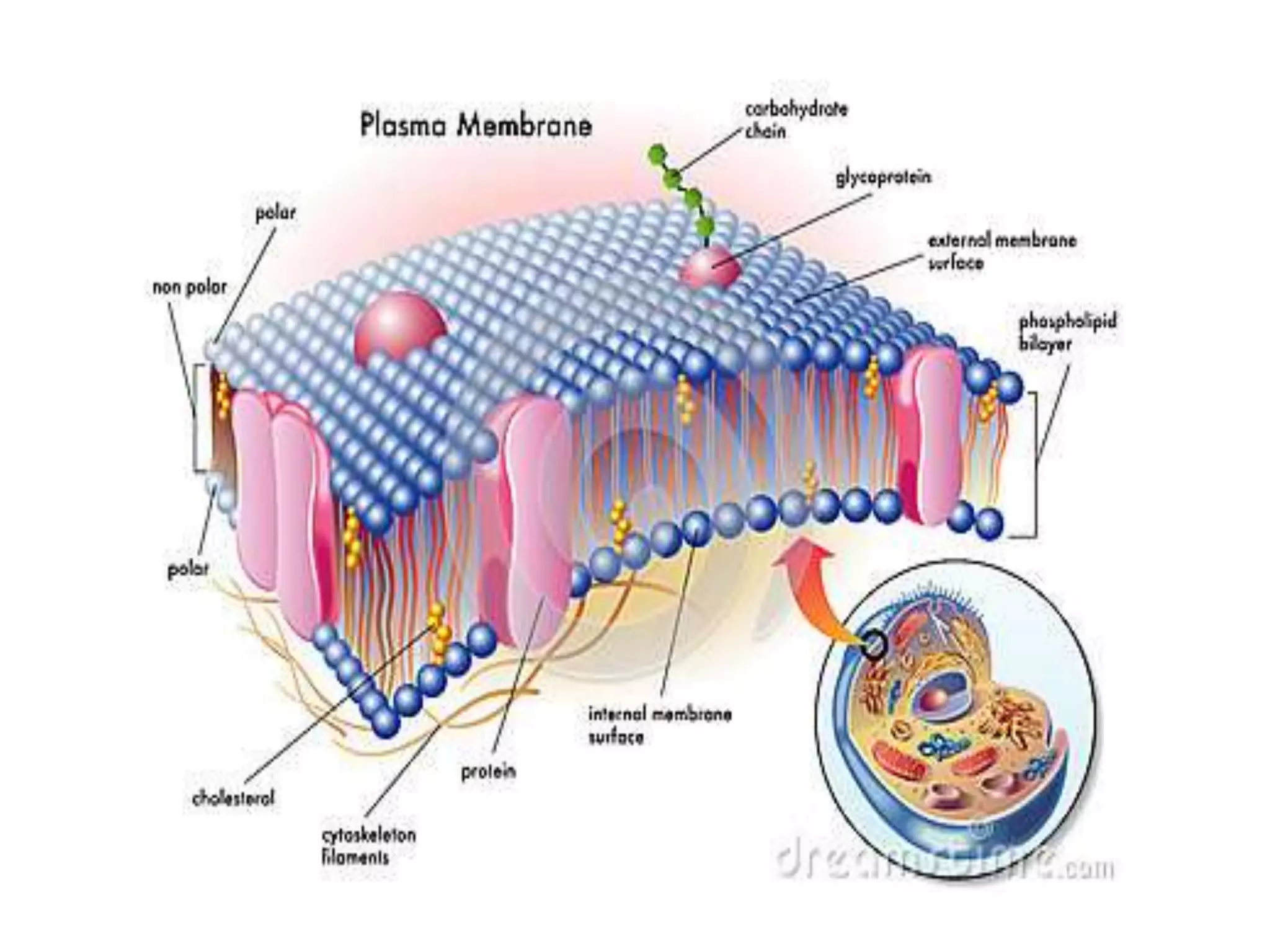 III Pharm.D - The Dynamic Cell - III Pharm.D - The Dynamic Cell ...