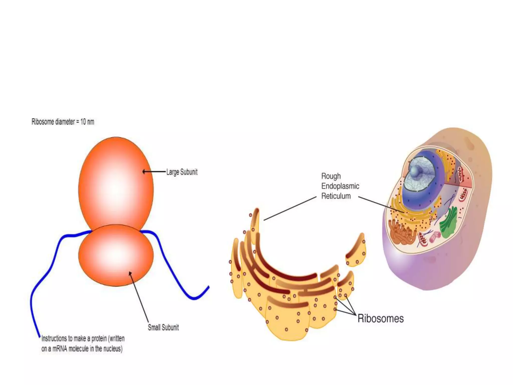 III Pharm.D - The Dynamic Cell - III Pharm.D - The Dynamic Cell ...