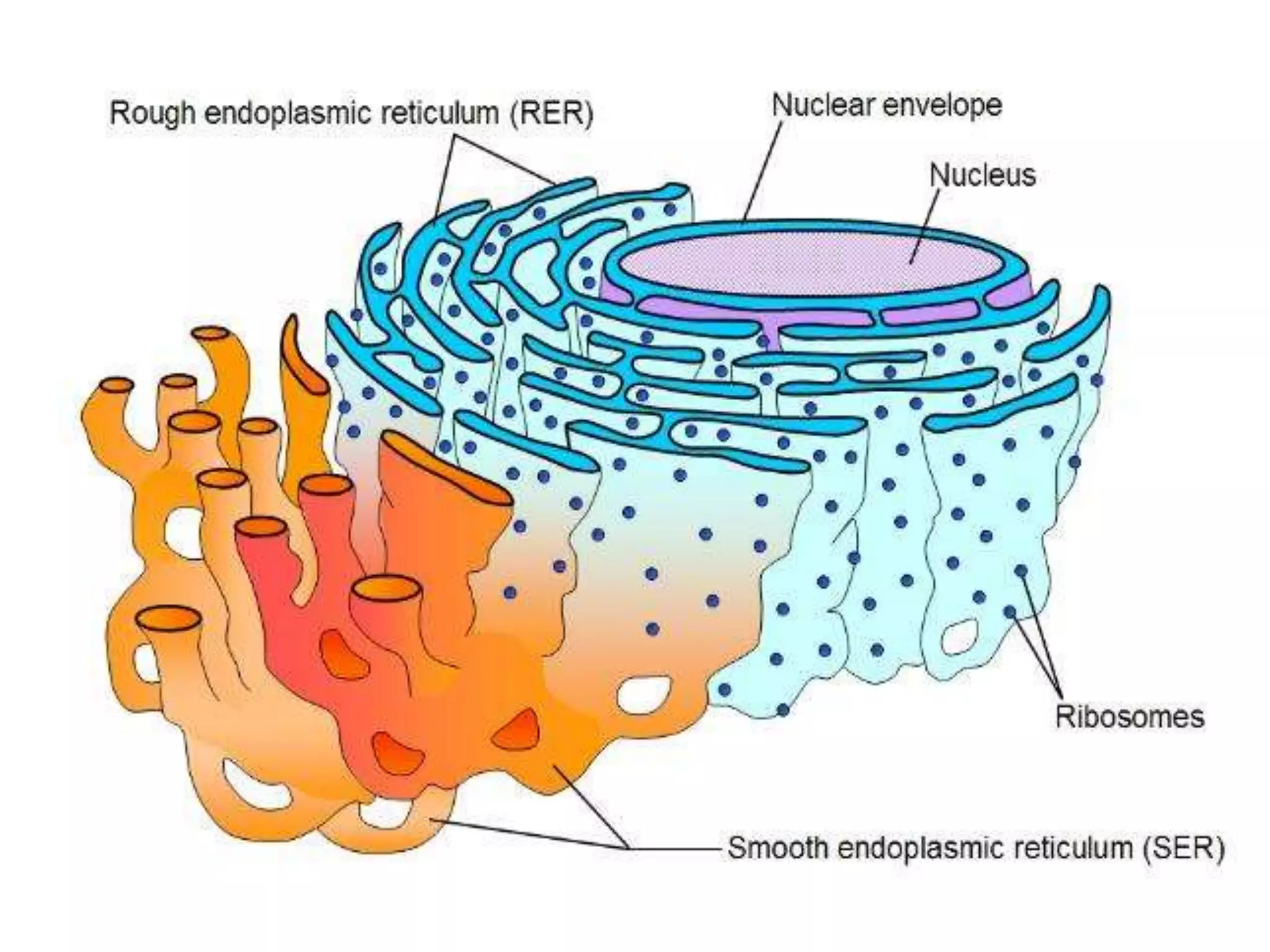 III Pharm.D - The Dynamic Cell - III Pharm.D - The Dynamic Cell ...