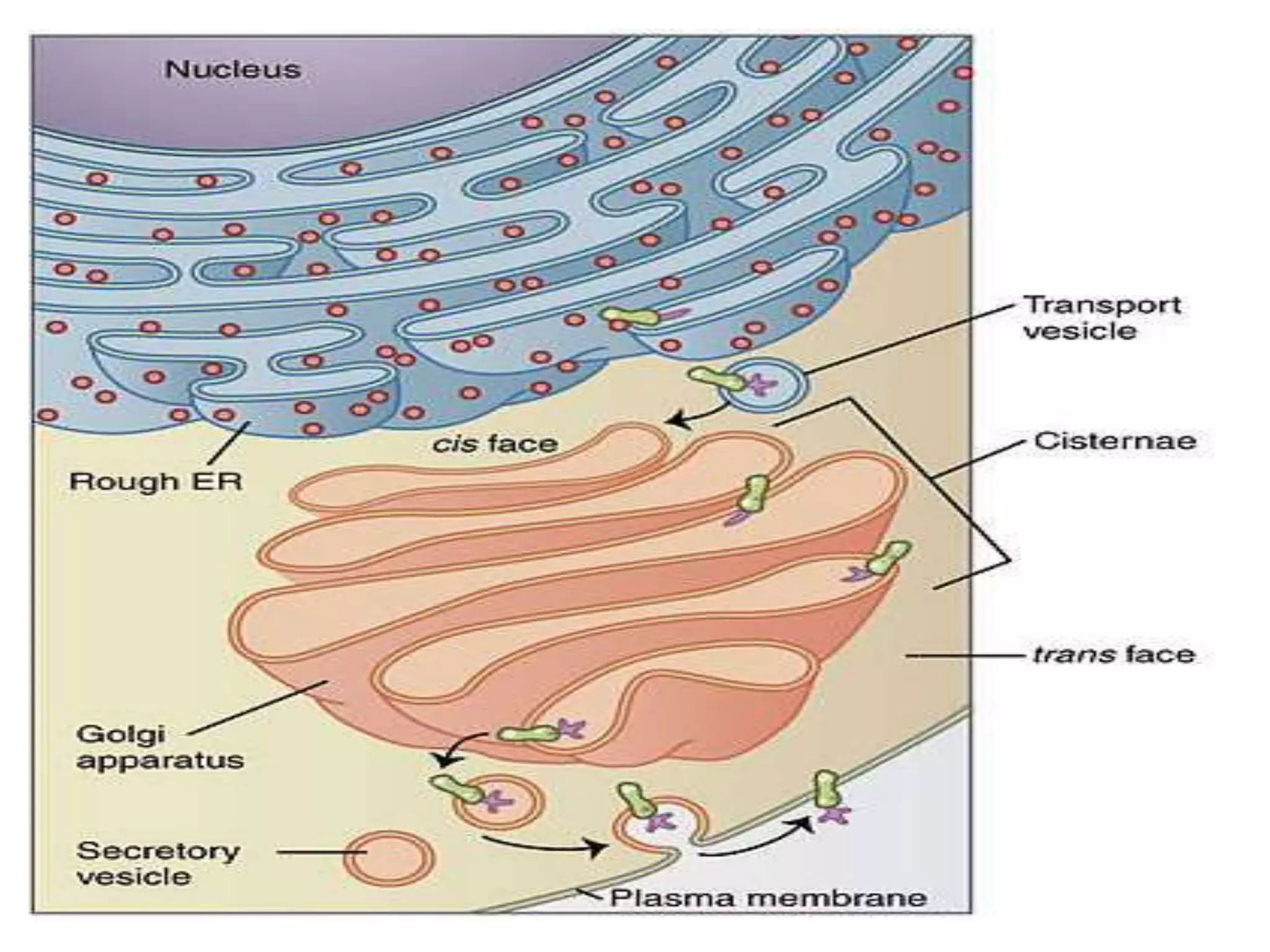 III Pharm.D - The Dynamic Cell - III Pharm.D - The Dynamic Cell ...