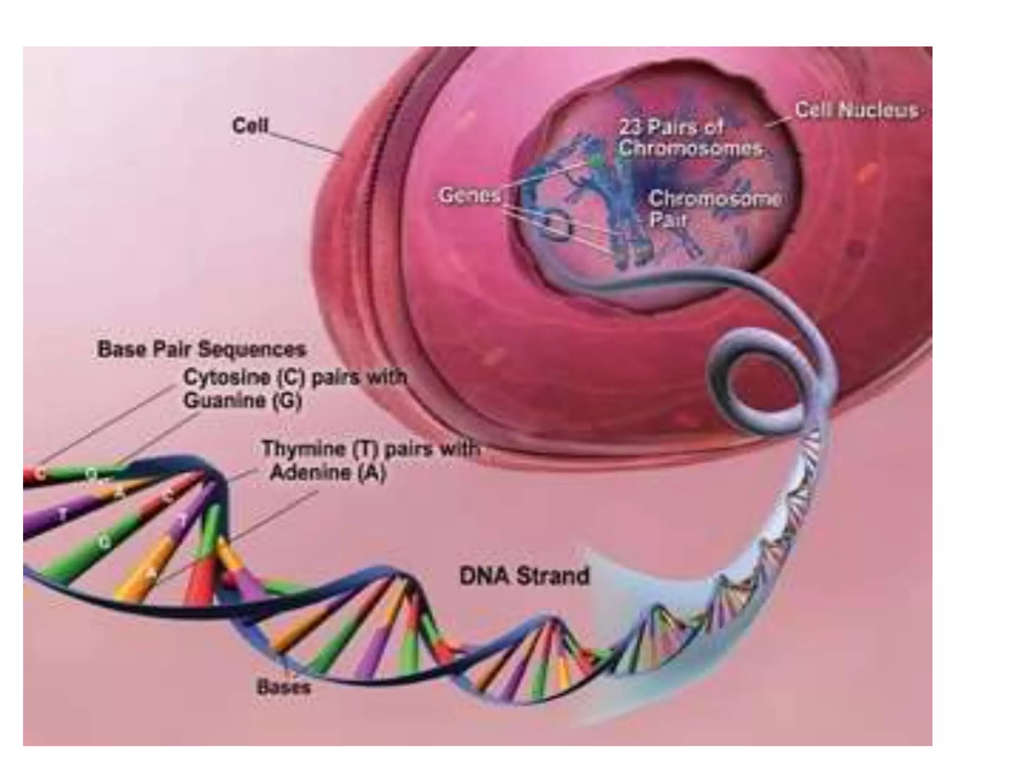 III Pharm.D - The Dynamic Cell - III Pharm.D - The Dynamic Cell ...