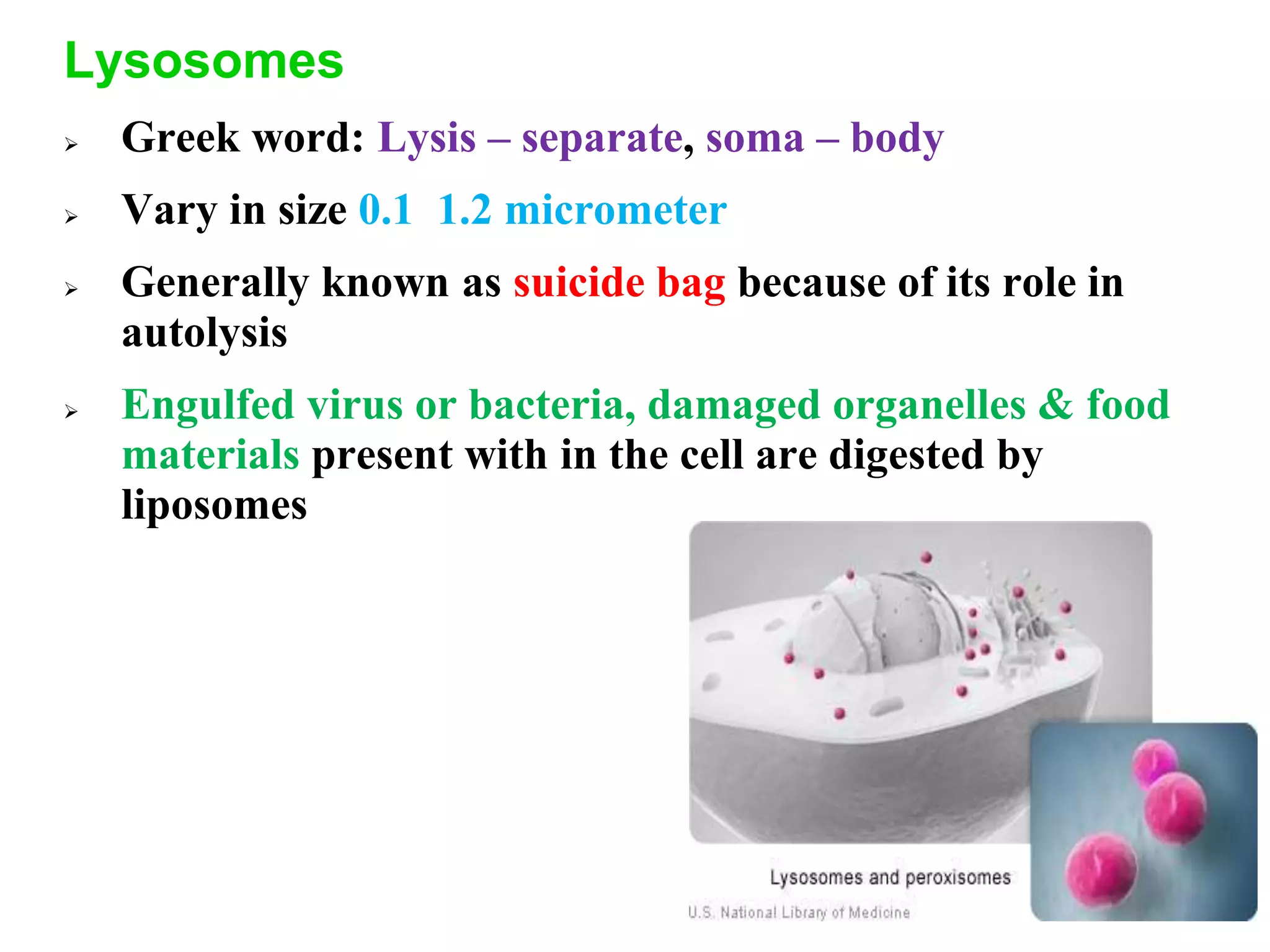 III Pharm.D - The Dynamic Cell - III Pharm.D - The Dynamic Cell ...
