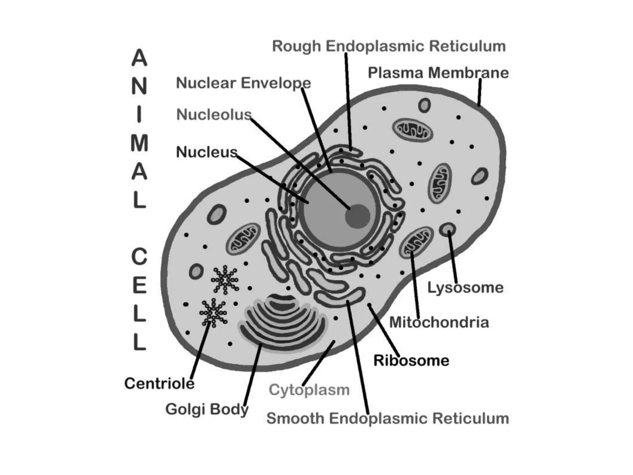 III Pharm.D - The Dynamic Cell - III Pharm.D - The Dynamic Cell ...