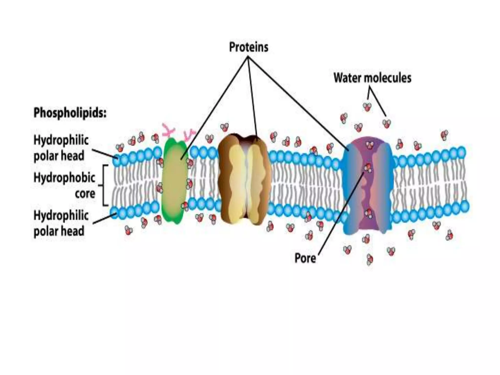 III Pharm.D - The Dynamic Cell - III Pharm.D - The Dynamic Cell ...