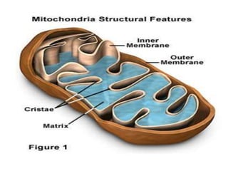 III Pharm.D - The Dynamic Cell - III Pharm.D - The Dynamic Cell ...