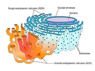 III Pharm.D - The Dynamic Cell - III Pharm.D - The Dynamic Cell ...