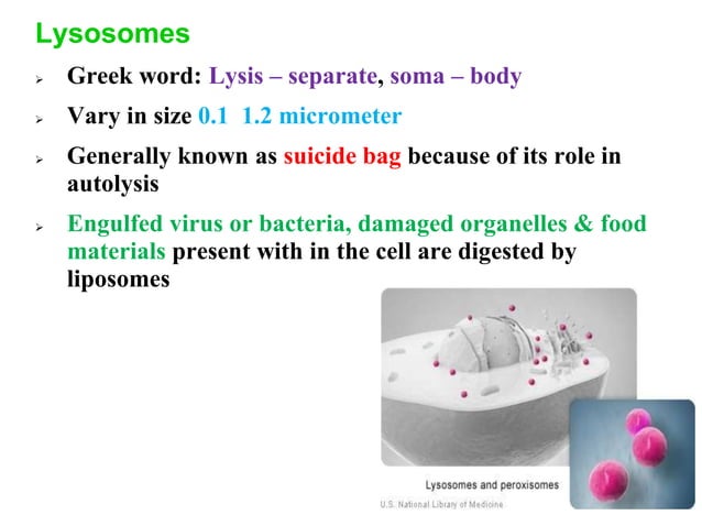 III Pharm.D - The Dynamic Cell - III Pharm.D - The Dynamic Cell ...