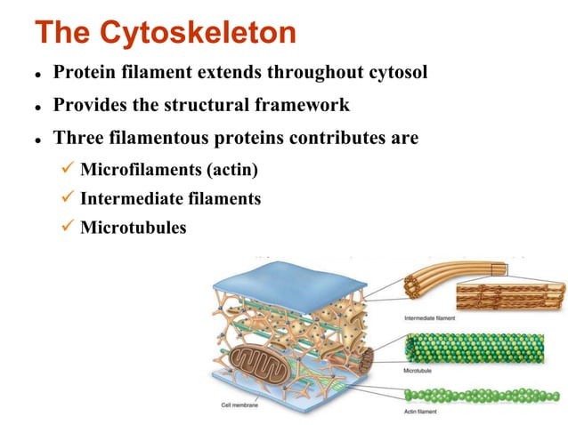 III Pharm.D - The Dynamic Cell - III Pharm.D - The Dynamic Cell ...