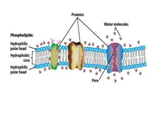 III Pharm.D - The Dynamic Cell - III Pharm.D - The Dynamic Cell ...