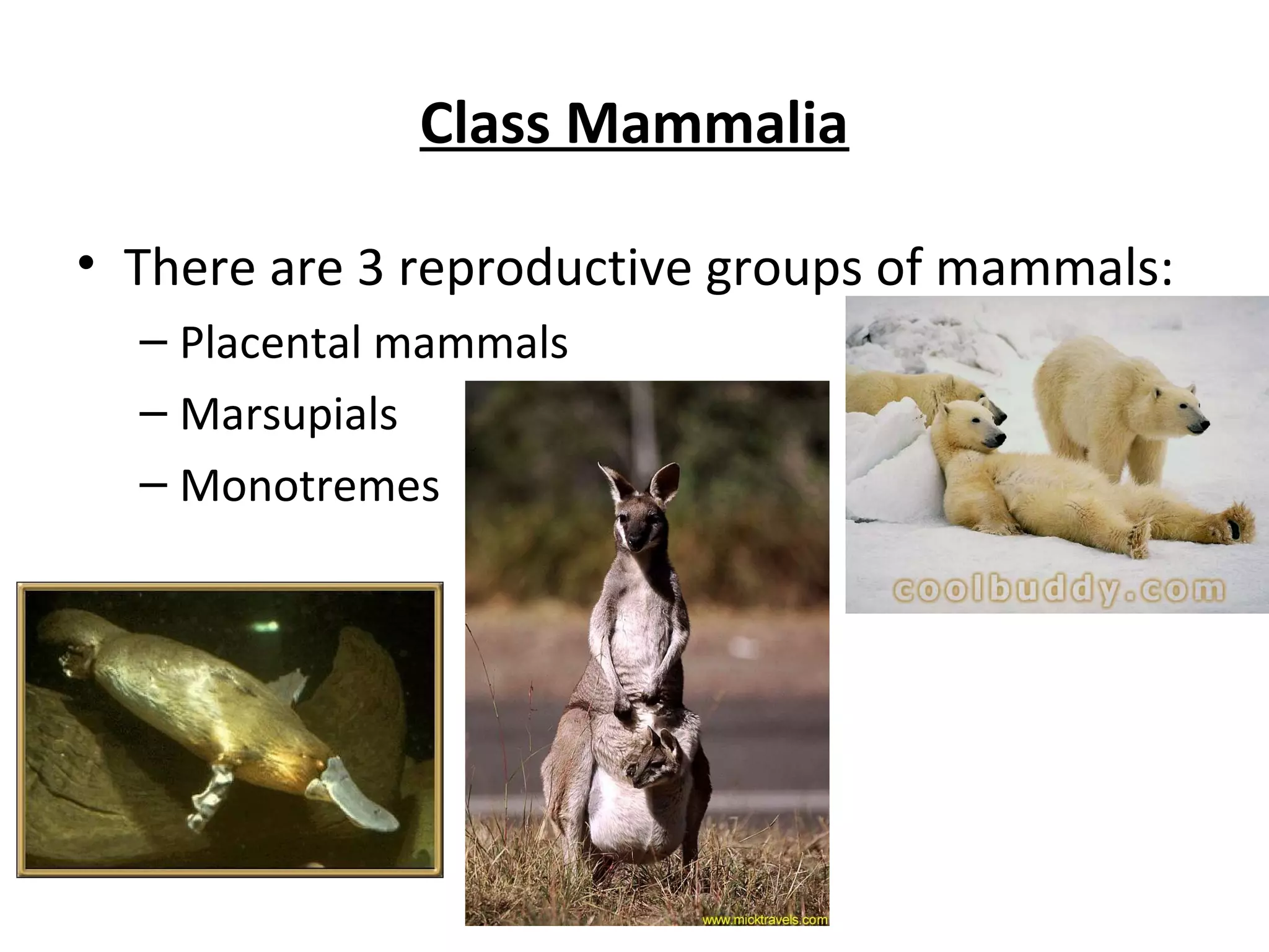 Special features for flight,3 mammal reprod groups & endoskeleton vs ...