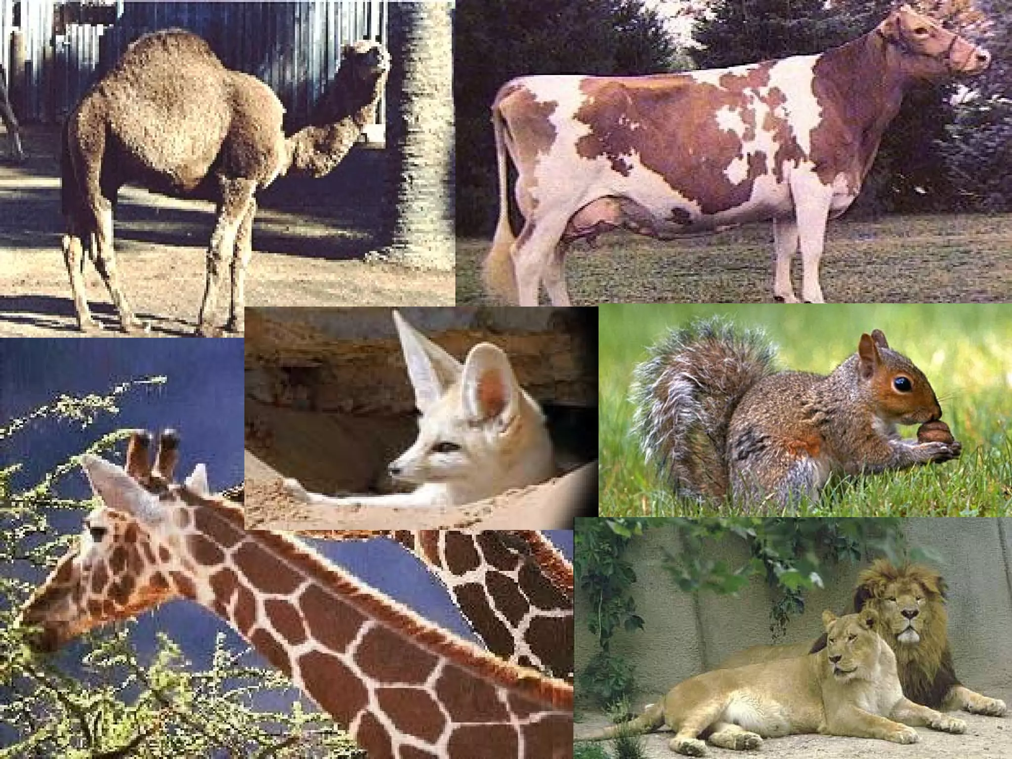 Special features for flight,3 mammal reprod groups & endoskeleton vs ...