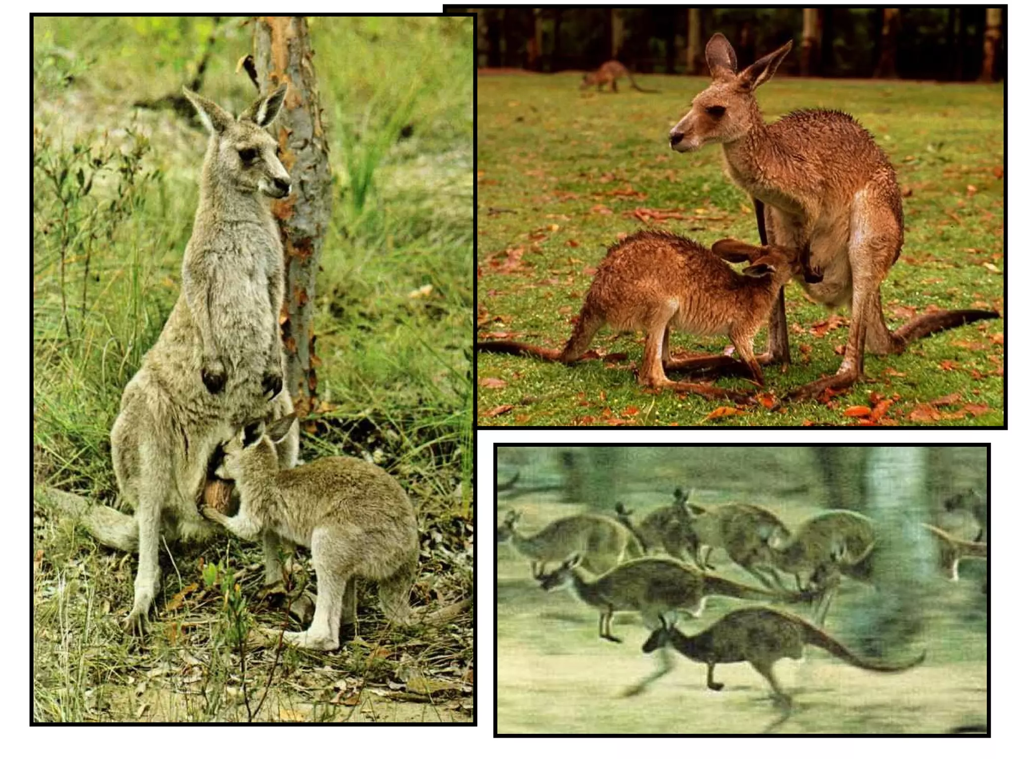 Special features for flight,3 mammal reprod groups & endoskeleton vs ...