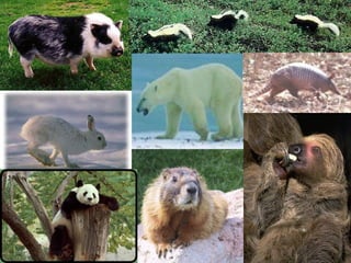 Special features for flight,3 mammal reprod groups & endoskeleton vs ...