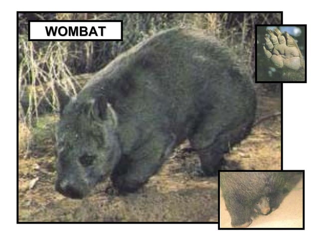 Special features for flight,3 mammal reprod groups & endoskeleton vs ...