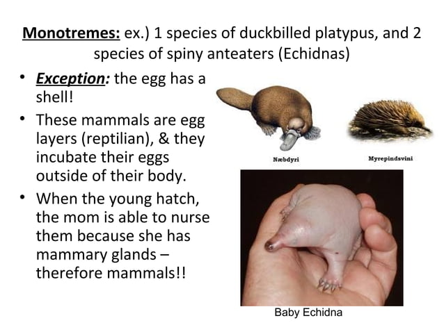 Special features for flight,3 mammal reprod groups & endoskeleton vs ...