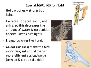 Exoskeleton Animals List