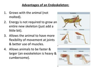 Exoskeleton Animals List