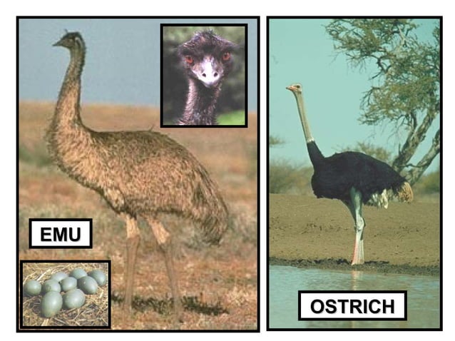 Special features for flight,3 mammal reprod groups & endoskeleton vs ...