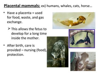 Examples Of Endoskeleton Animals