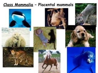 Endoskeleton And Exoskeleton Animals