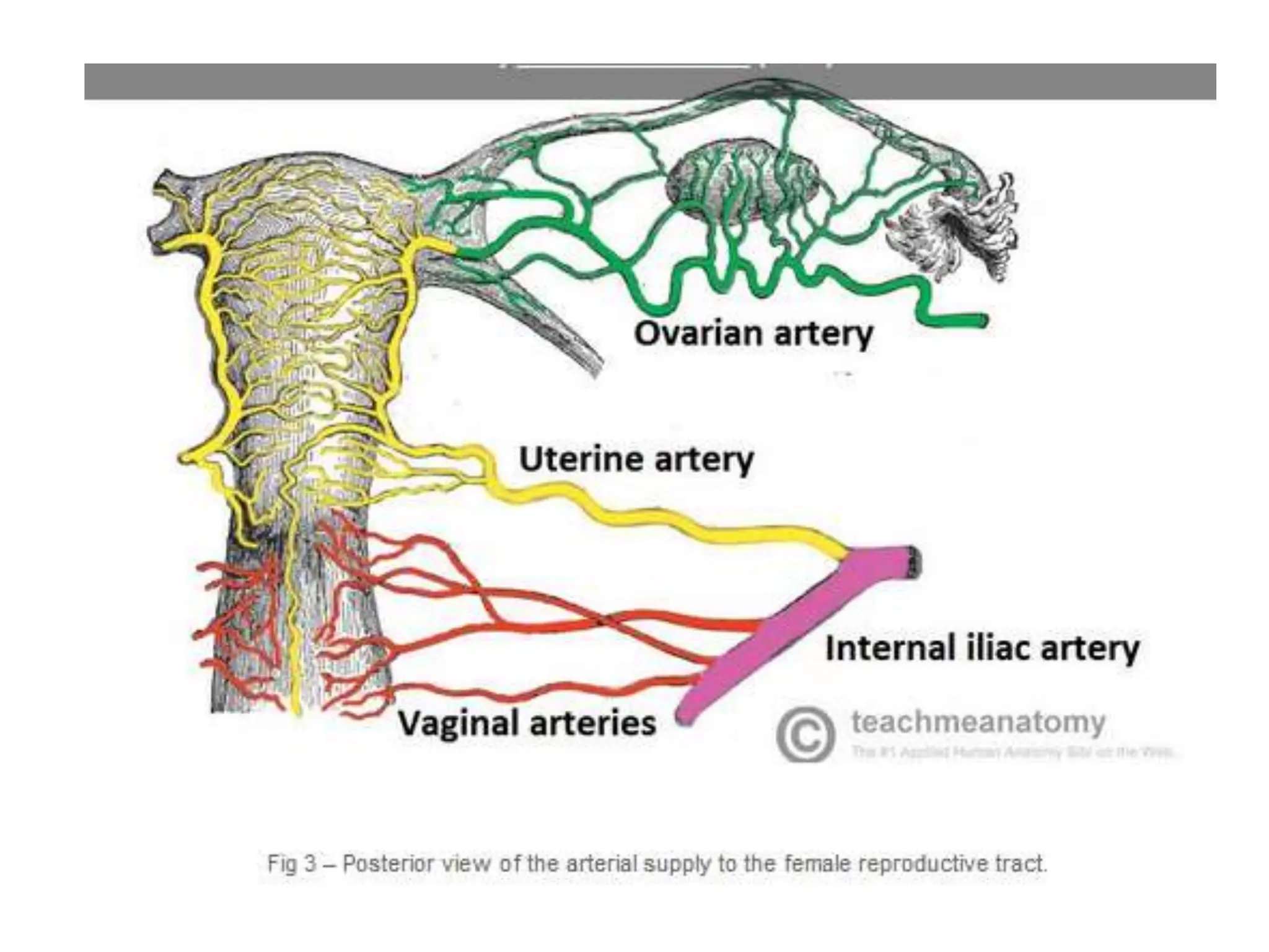 (iii) The internal Female Reproductive Organs (Fallopian Tube and ...