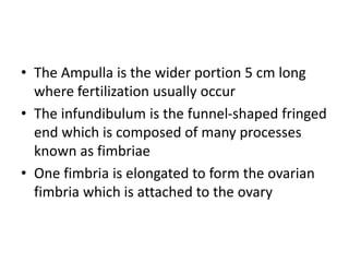 (iii) The internal Female Reproductive Organs (Fallopian Tube and ...