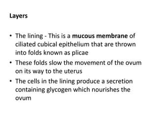 (iii) The internal Female Reproductive Organs (Fallopian Tube and ...