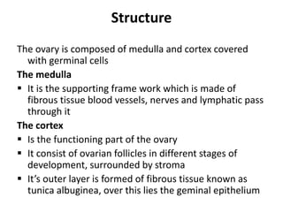 (iii) The internal Female Reproductive Organs (Fallopian Tube and ...