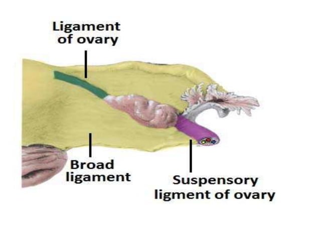 (iii) The internal Female Reproductive Organs (Fallopian Tube and ...