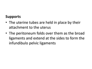 (iii) The internal Female Reproductive Organs (Fallopian Tube and ...