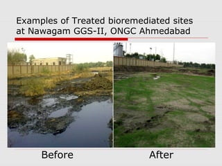 Bioremediation Before And After