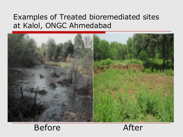 Bioremediation Before And After Goa: Union Ministry's 'Water Hero'