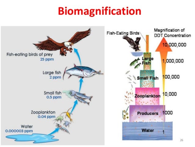 ppt of fate of pesticides in environment or environmental polution by…