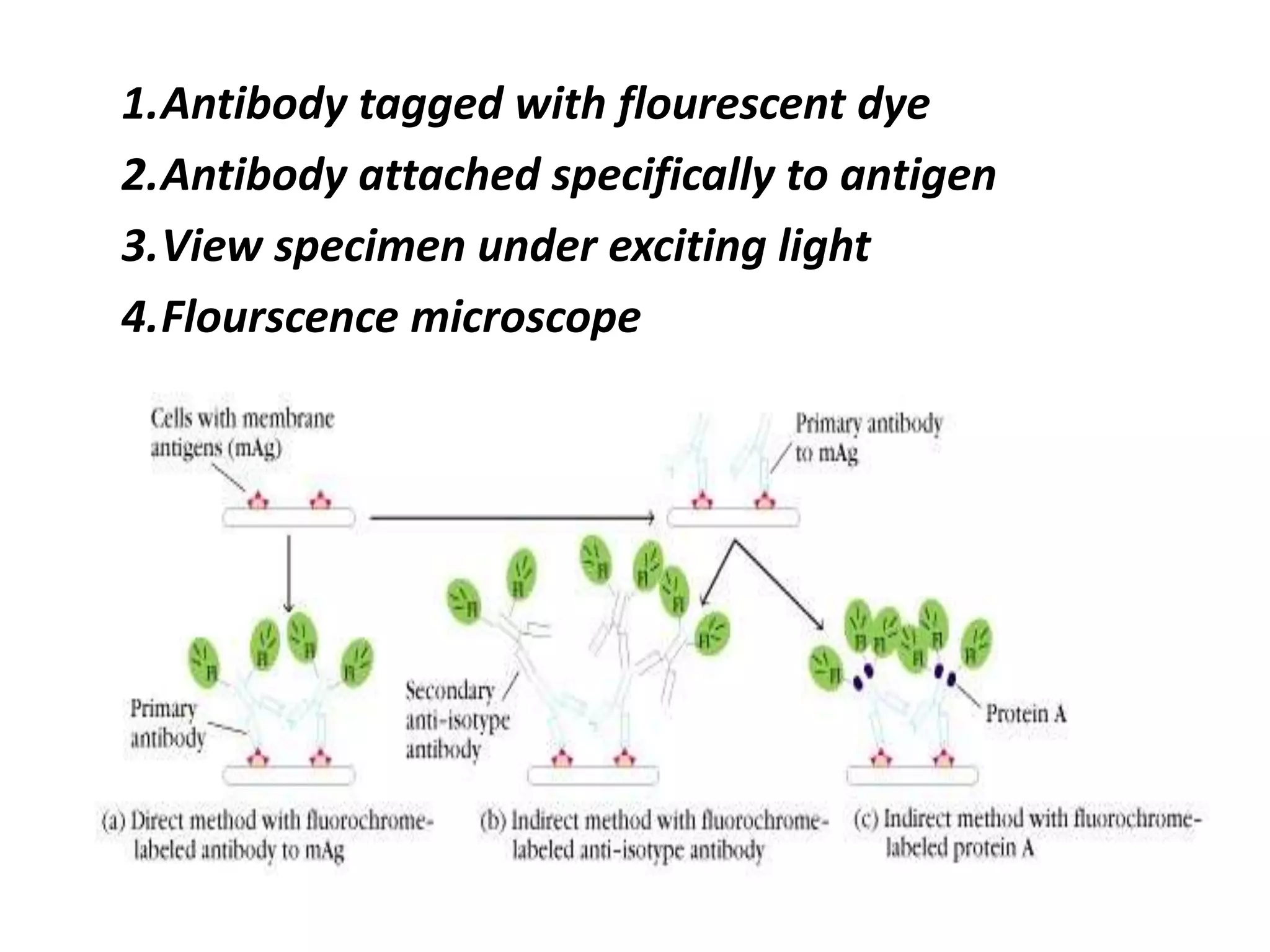 RIA, IMMUNOFLURESCENCE ASSAY | PPTX