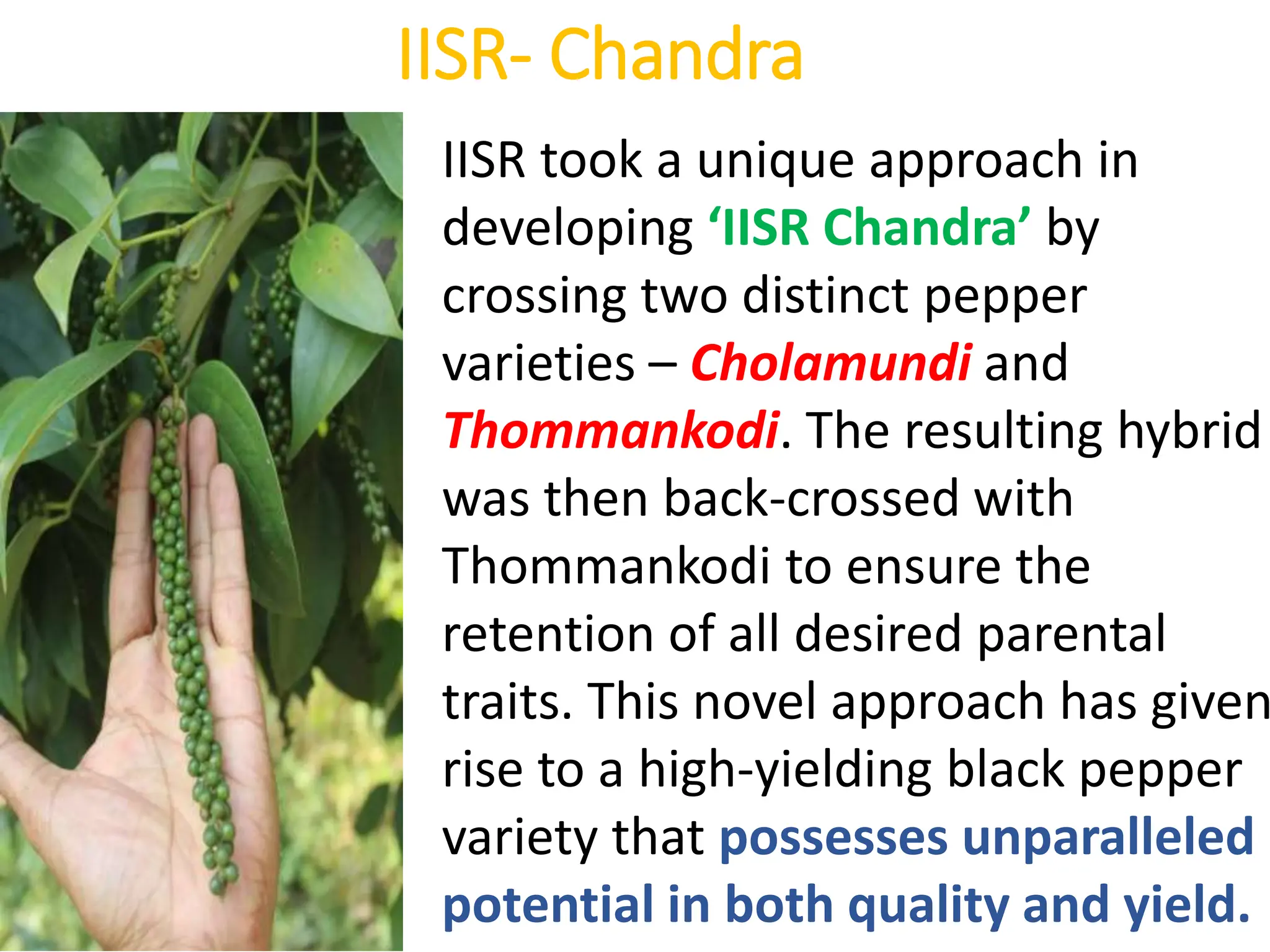 New Black pepper variety IISR Chandra ppt.pptx