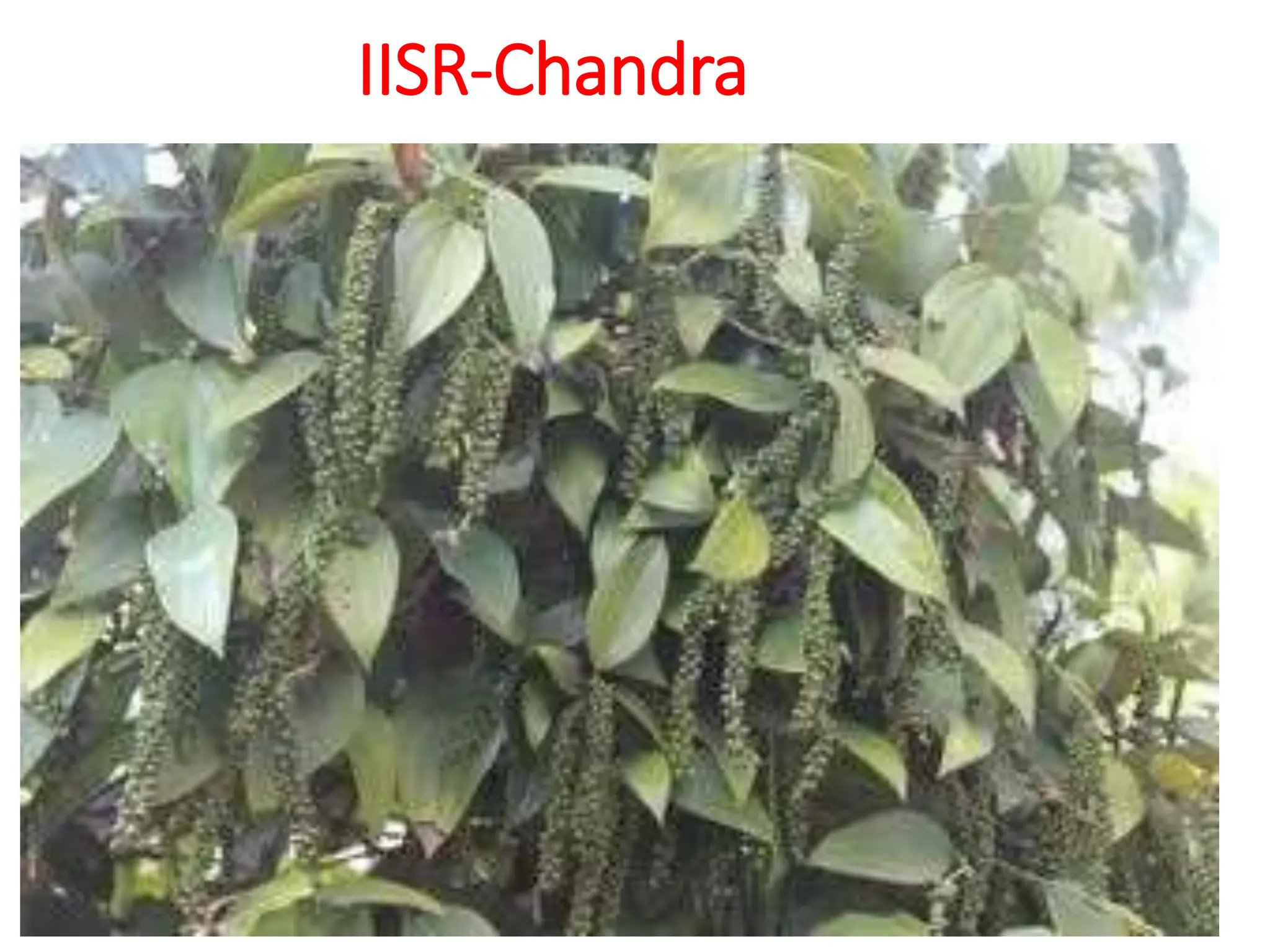 New Black pepper variety IISR Chandra ppt.pptx