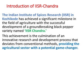 New Black pepper variety IISR Chandra ppt.pptx