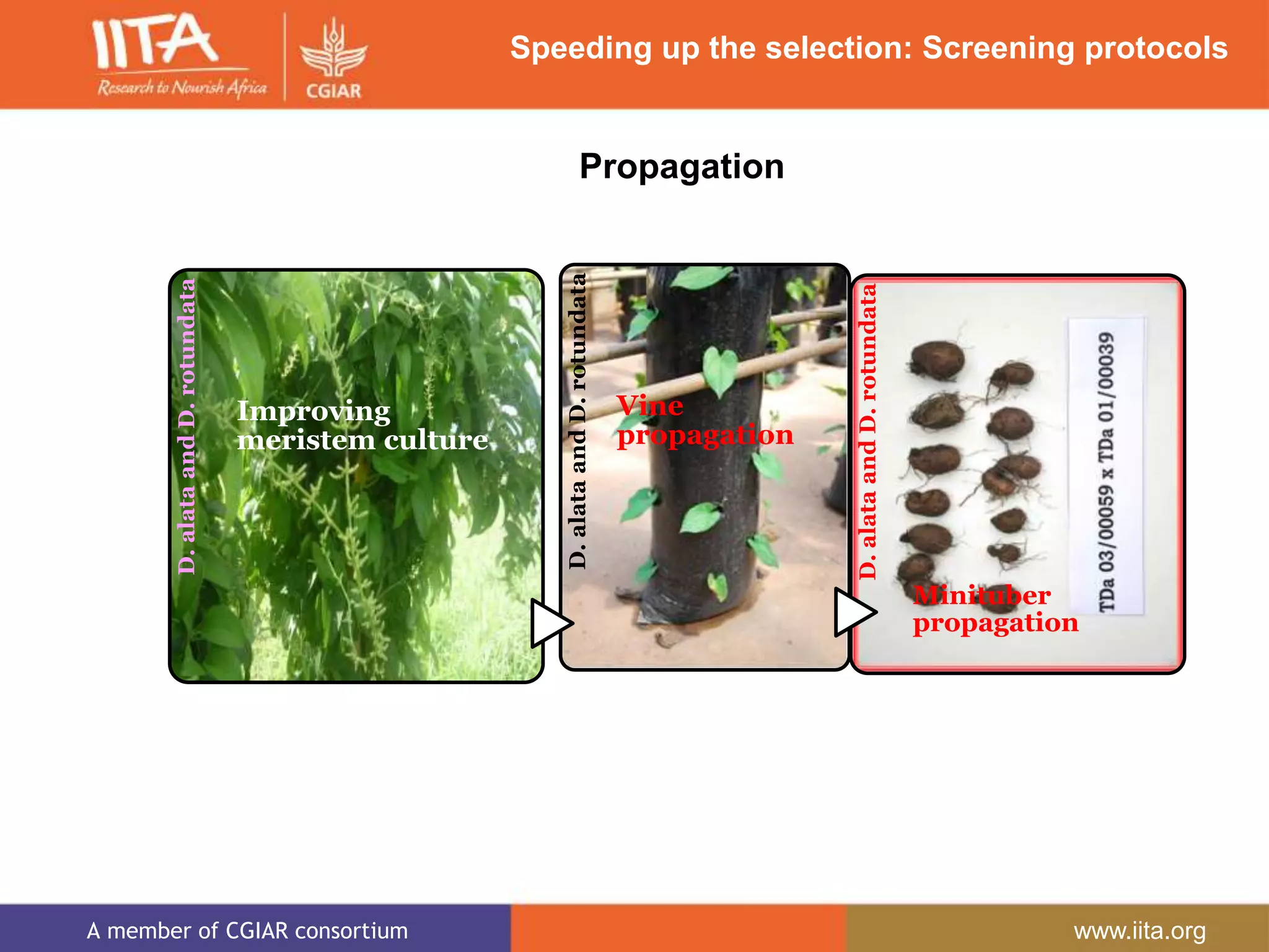 Iita yam breeding 2005-2015 | PPTX
