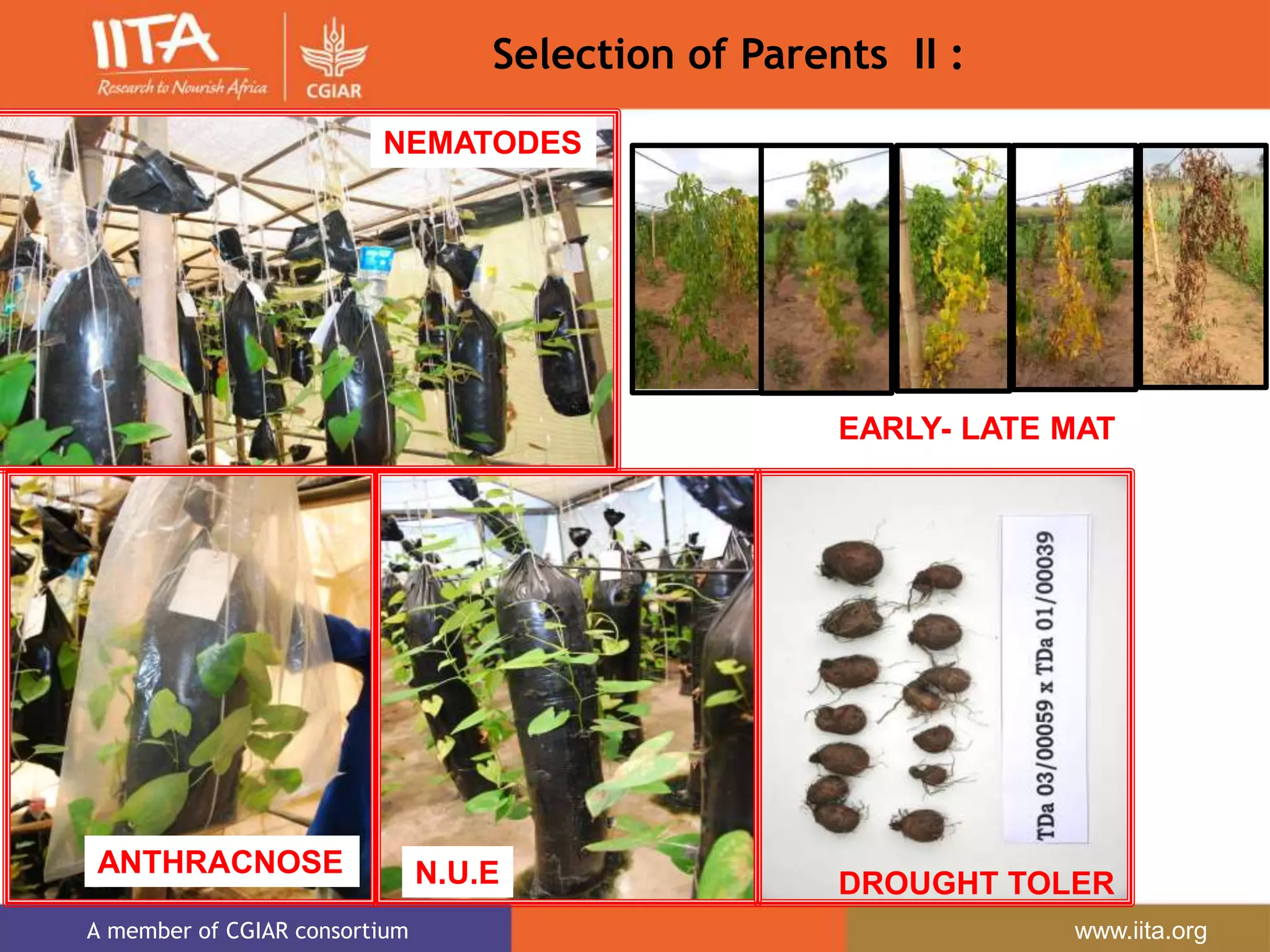 Iita yam breeding 2005-2015 | PPTX