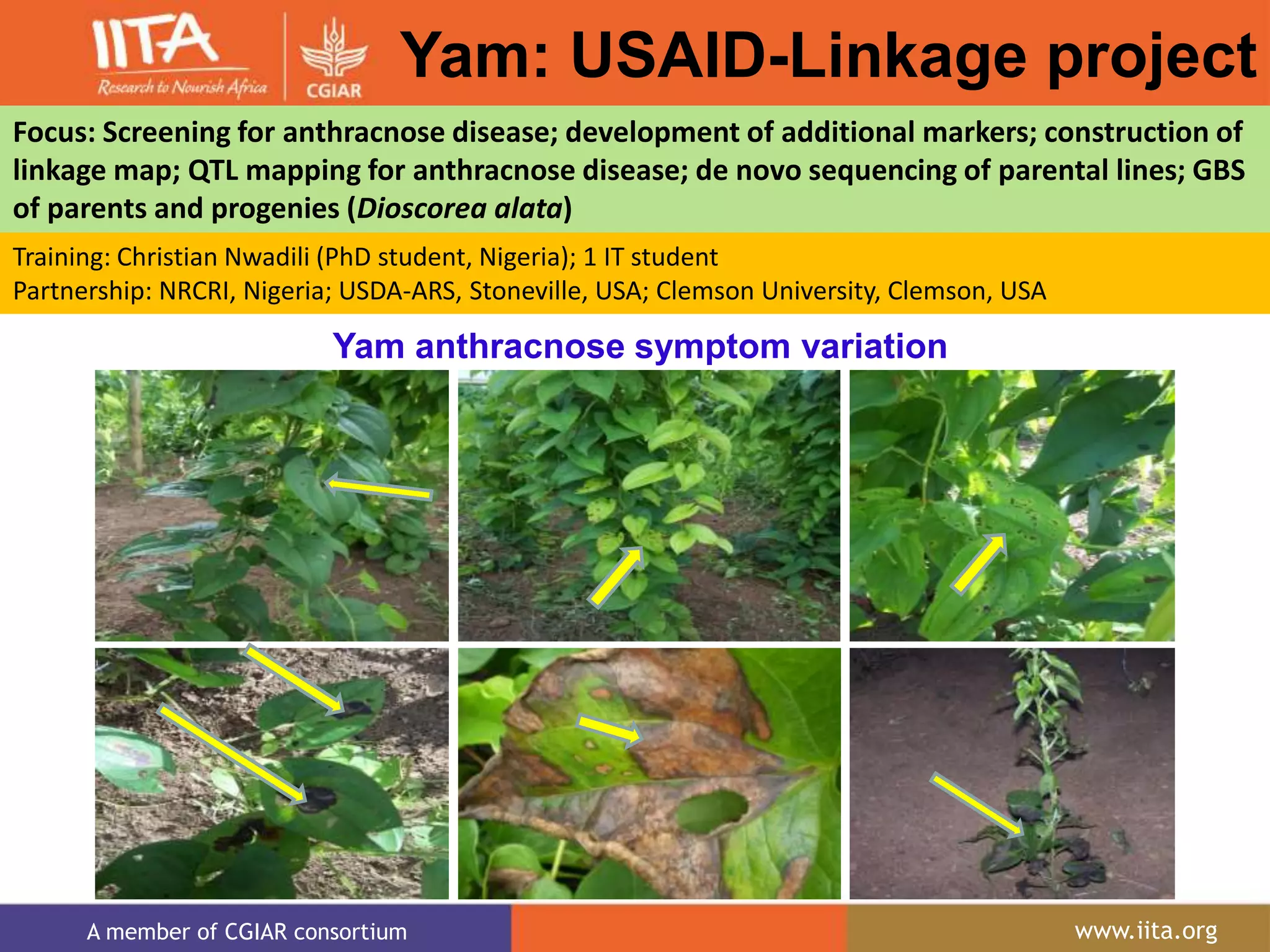 Iita yam breeding 2005-2015 | PPTX