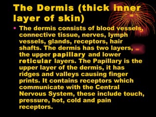 Ii Unidad The Intergumentary And Cardiovascular System | PPT