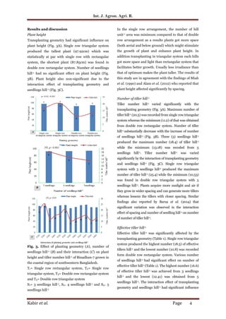 Yield response of aman rice to transplanting geometry and seedlings per ...