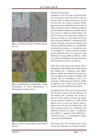 Characterization of Fusarium spp associated with mango malformation ...